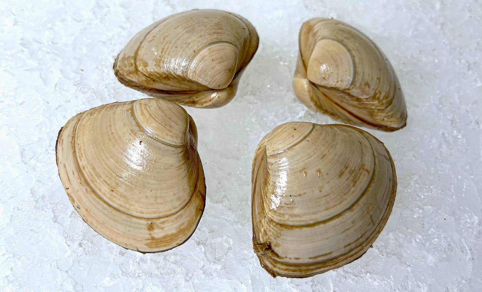 Almeja Blanca Chirla Gallega - Mar Import